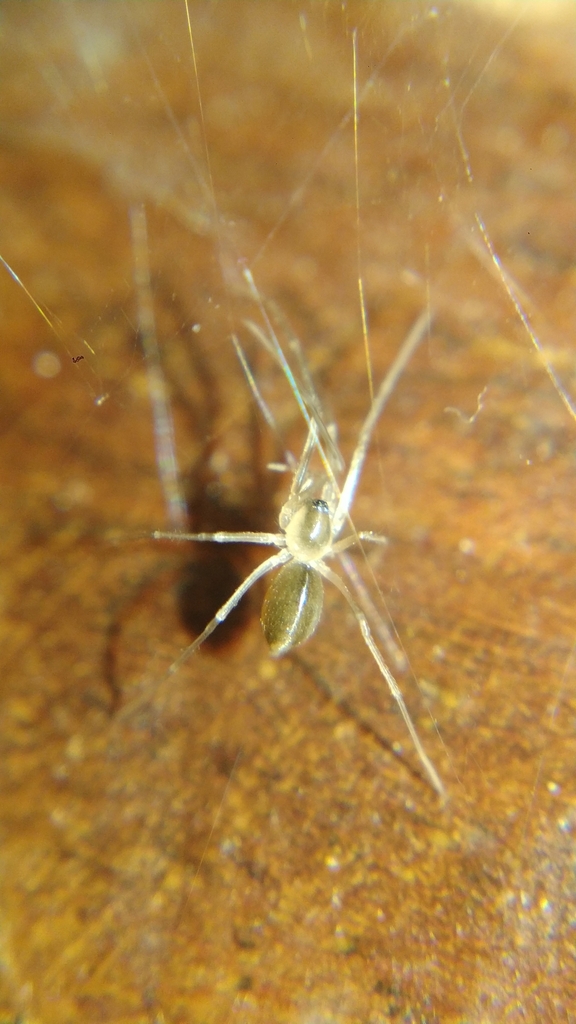 Cosmopolitan Spider Hunter from Ban Phue, Ban Phue District, Udon Thani ...
