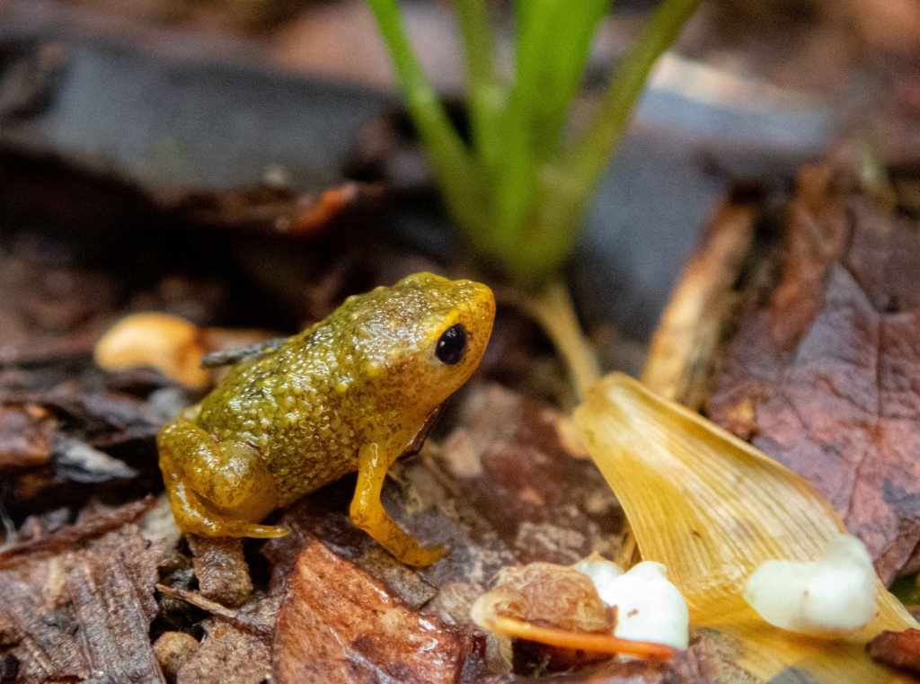 Serra Cantareira Flea Toad from Salesópolis, SP, BR on October 31, 2022 ...