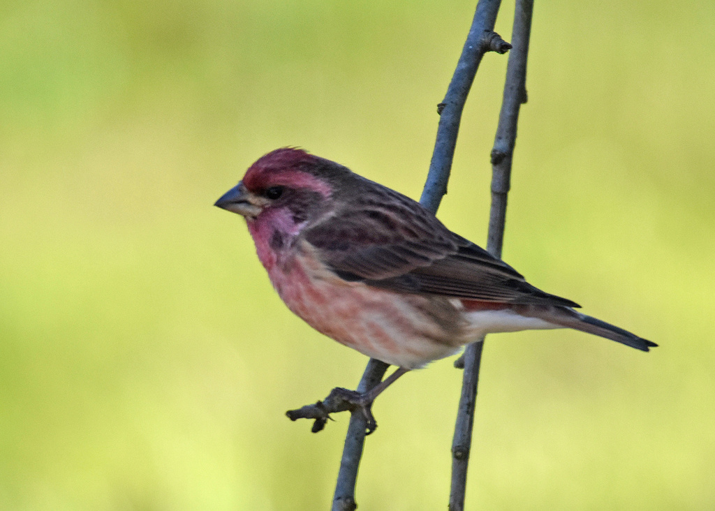 Purple Finch from Dewey Roy Ln, Oakland, MD, US on November 01, 2022 at ...