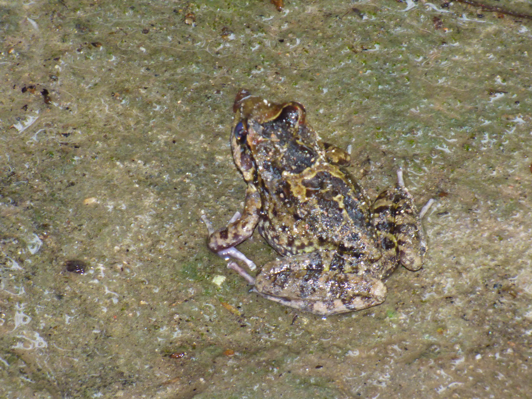 Thoropa miliaris (Spix, 1824)