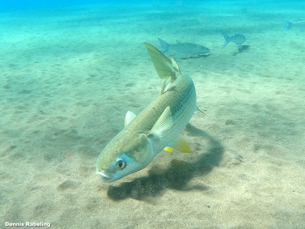 Sea Mullet (Mugil cephalus) - Marine Life Identification