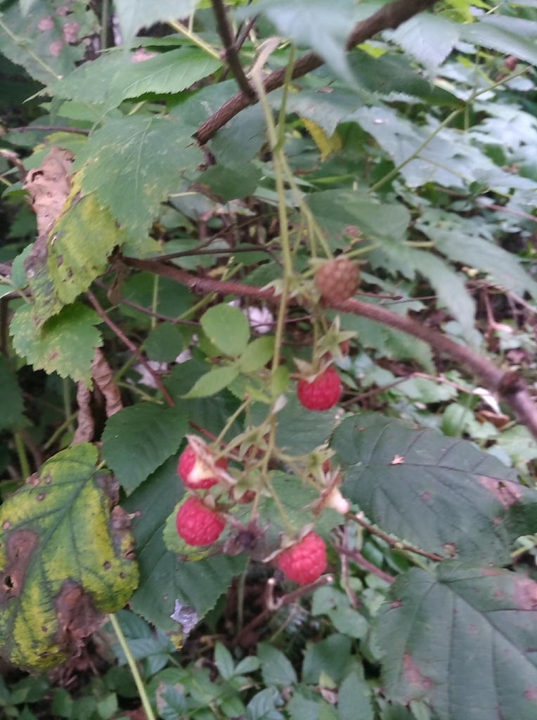 American red raspberry from 6282 Cranberry Rd, Finland, MN 55603, USA ...