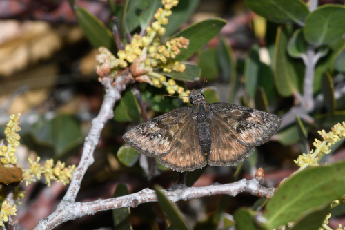 Subspecies Erynnis meridianus meridianus · iNaturalist