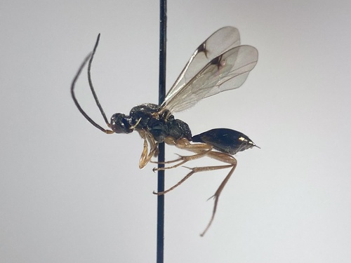 Codrus niger · iNaturalist