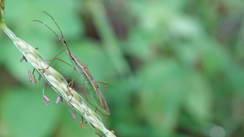 Paddy Bug from Mumbai, Maharashtra, India on October 20, 2022 at 10:47 ...