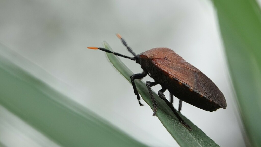 Coridius fuscus from Bandra West, Mumbai, Maharashtra, India on October ...