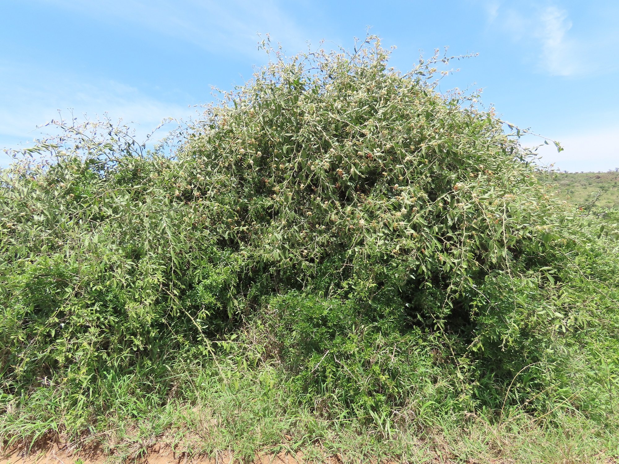 Capparis tomentosa Lam.