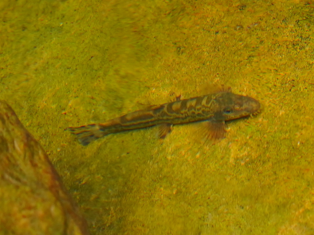 Tasseled-mouth Loach in August 2022 by adachao · iNaturalist