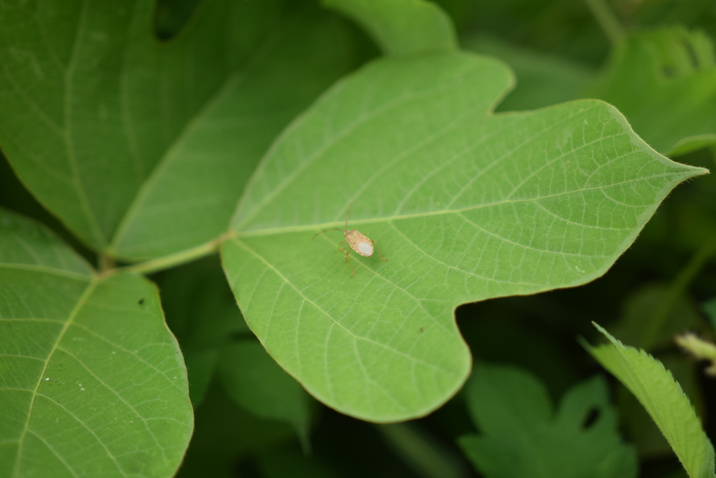 Homoeocerus unipunctatus from 日本、〒699-3303 島根県浜田市三隅町室谷 on August 13 ...