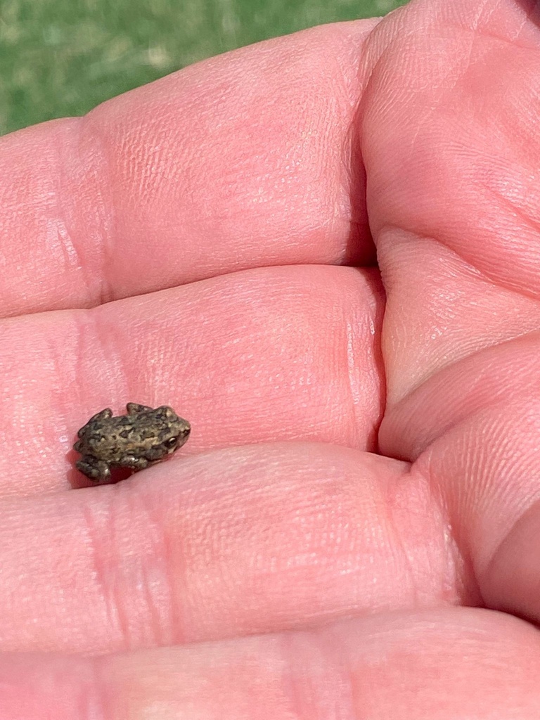 Raucous Toad from Daneel Street, Stanford, WC, ZA on November 04, 2022 ...