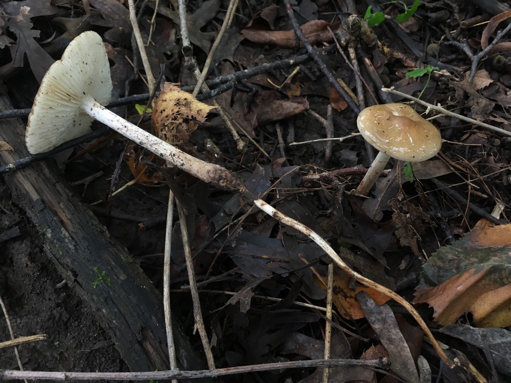 rooting shank (Fungi of Central Texas) · iNaturalist