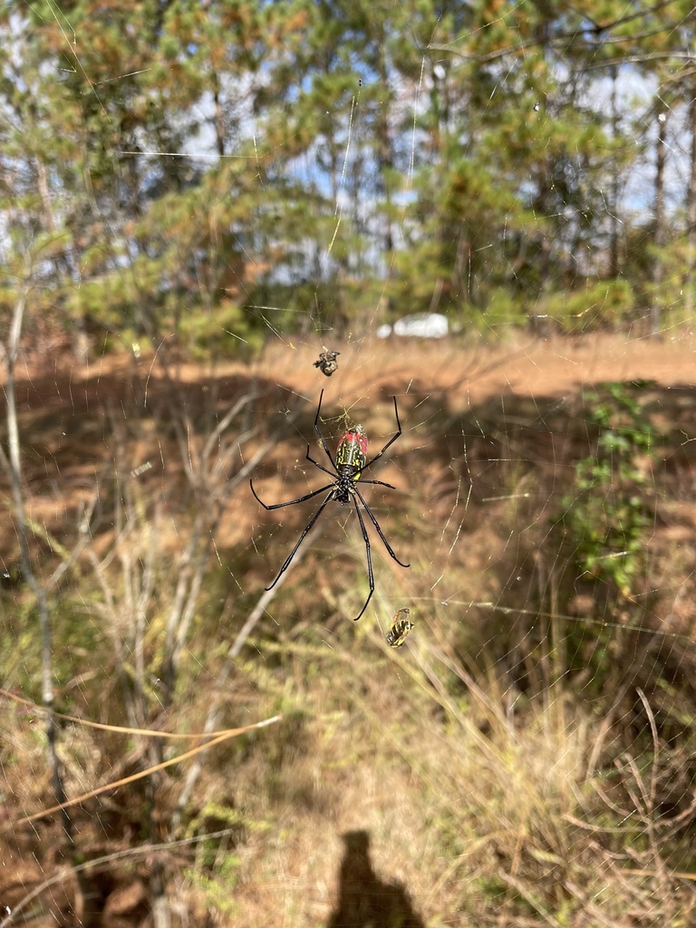 Joro Spider from N Bypass W, Washington, GA, US on November 4, 2022 at ...