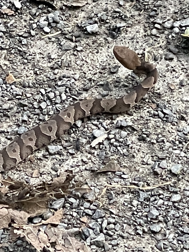 Eastern Copperhead from Caperton Trail, Fairmont, WV, US on September ...