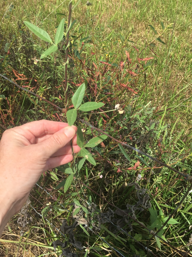 perennial wooly bean in September 2018 by Tara Rose Littlefield ...
