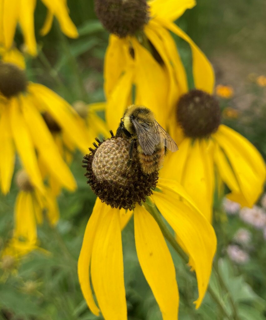 Red-belted Bumble Bee from Douglasdale, Calgary, AB T2Z, Canada on ...