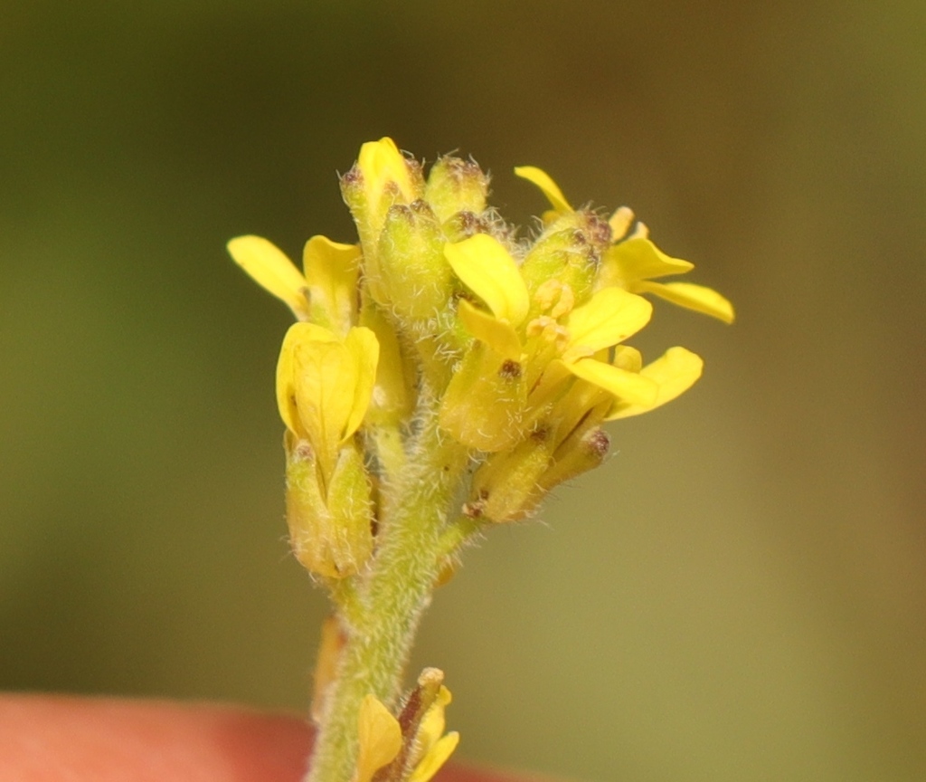 Hedge mustard from Langkloof Road, north west of Garcia's Pass ...