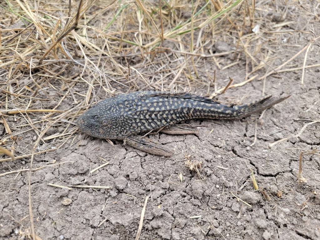 Sailfin Catfishes in November 2022 by Joey Santore · iNaturalist