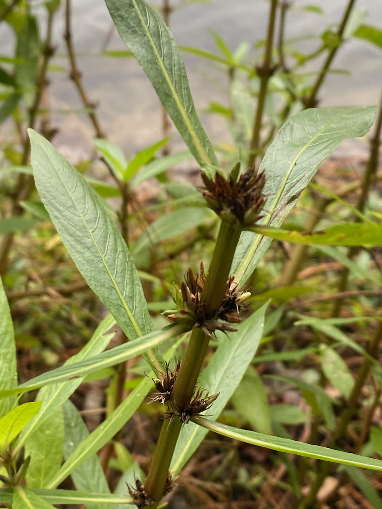 Gulf Swampweed from Montgomery, Texas, United States on November 4 ...