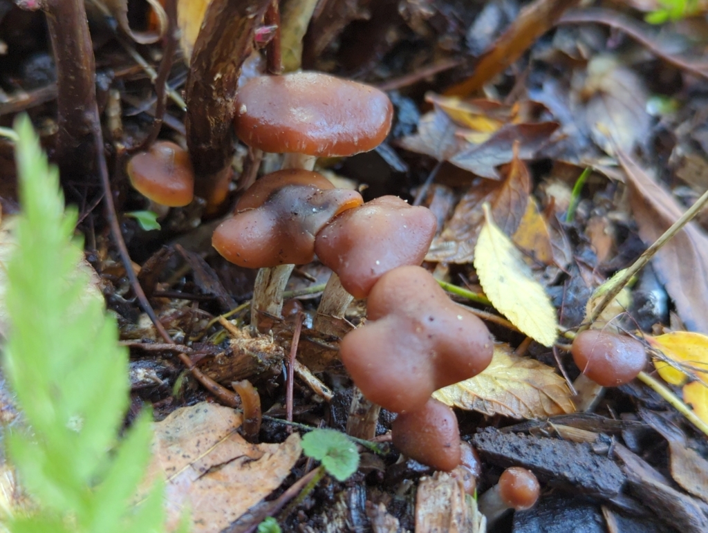 Wavy Cap in November 2022 by Efthimios. Found near Lackawanna trail in ...