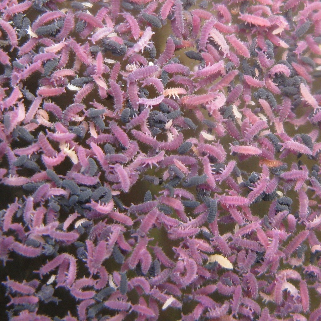 Hypogastrurid Springtails from Owhiro Bay, Wellington 6023, New Zealand ...