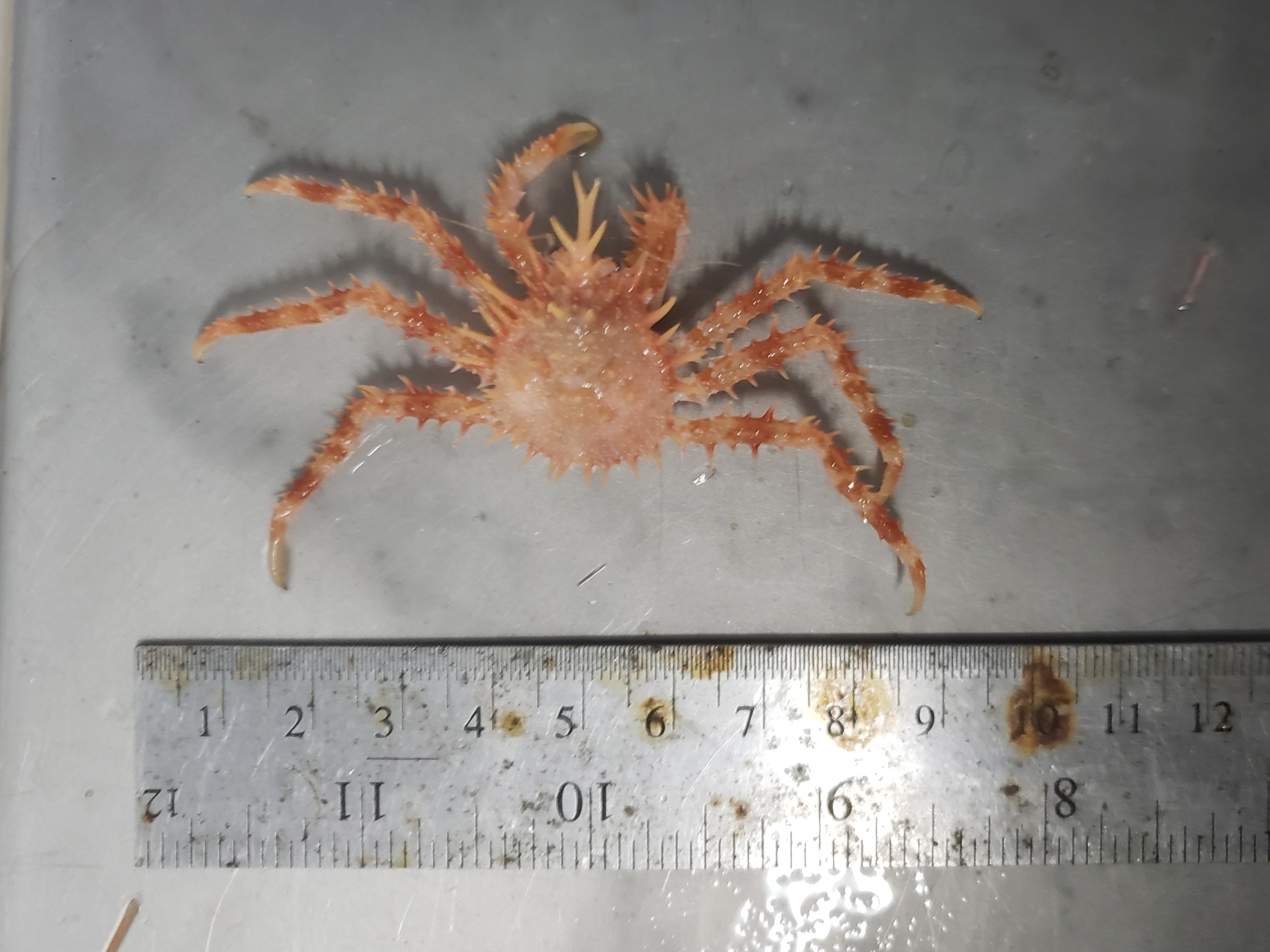 Lithodes Latreille, 1806