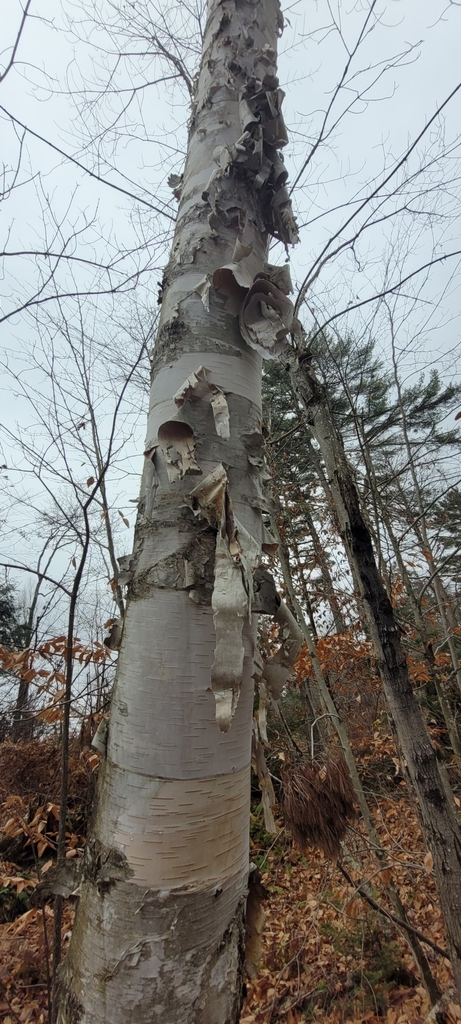 paper birch from Gore, Argenteuil Regional County Municipality, QC ...