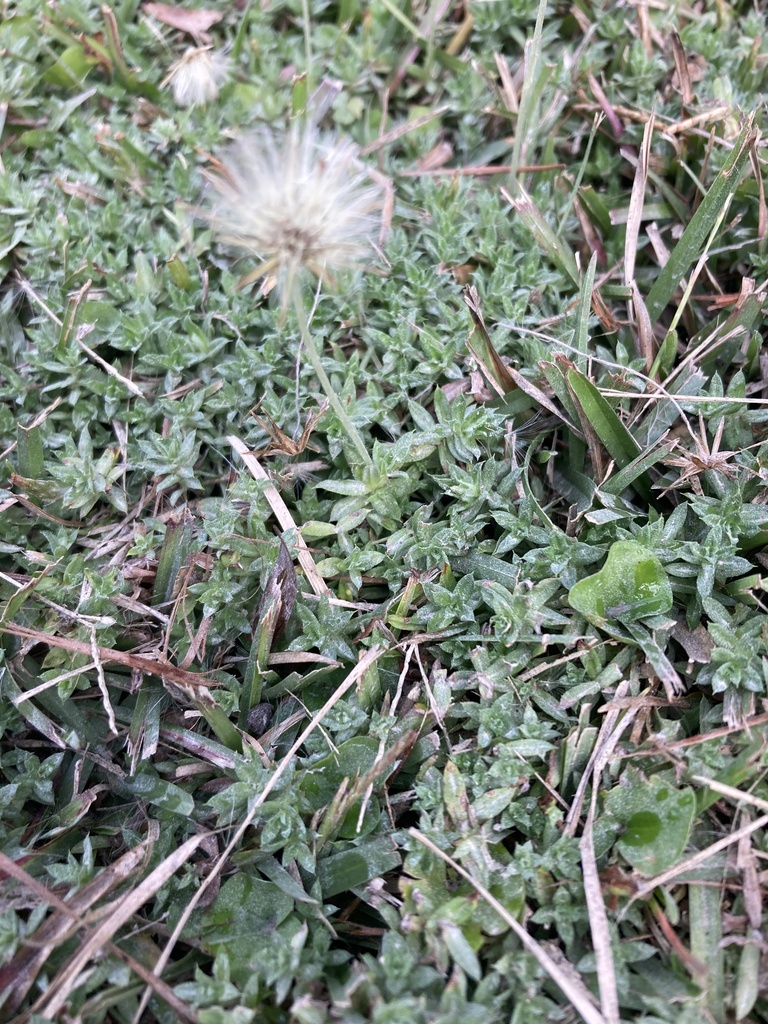 Chevreul's sharp lawn-weed from Oliver Rd, Timmonsville, SC, US on ...