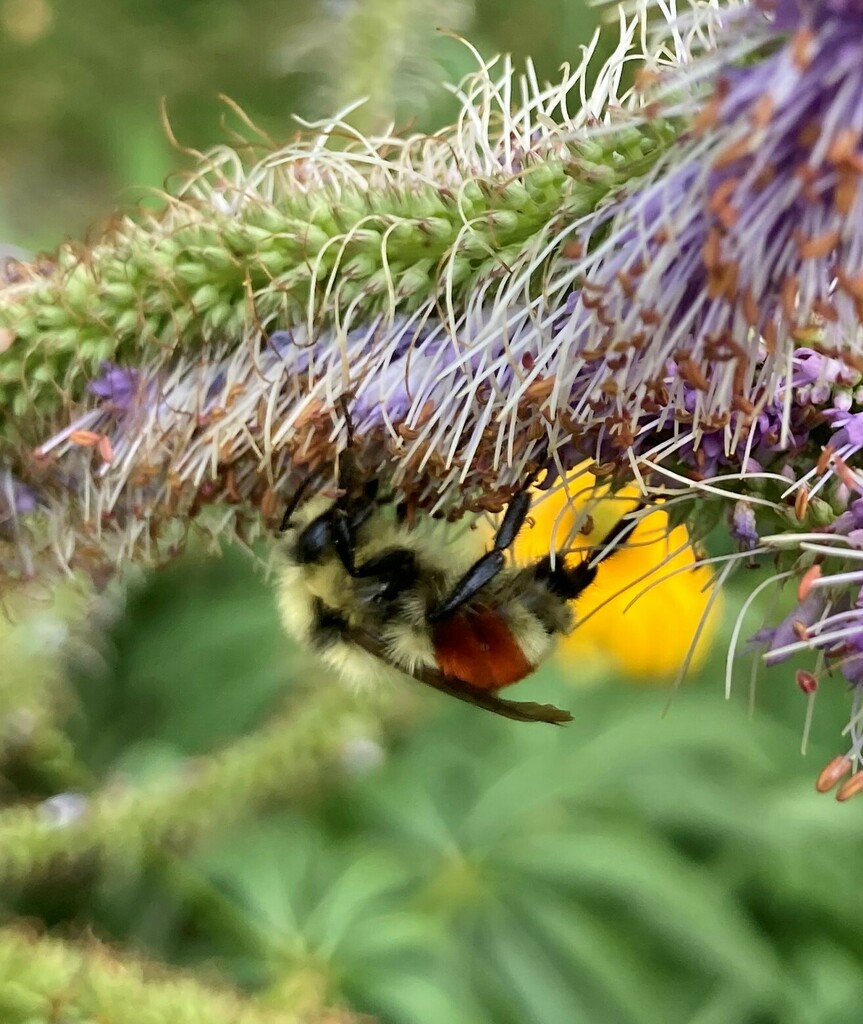 Hunt's Bumble Bee from Douglasdale, Calgary, AB T2Z, Canada on August ...