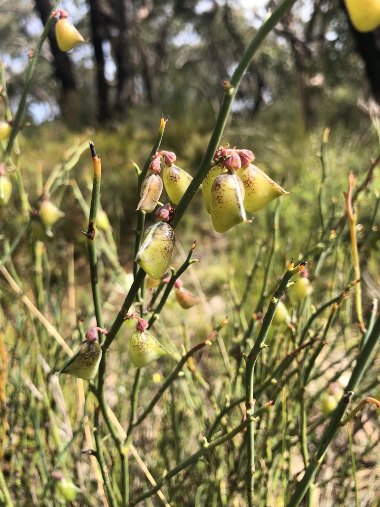 Leafless Bitter-pea (Daviesia brevifolia) - Botanical Realm
