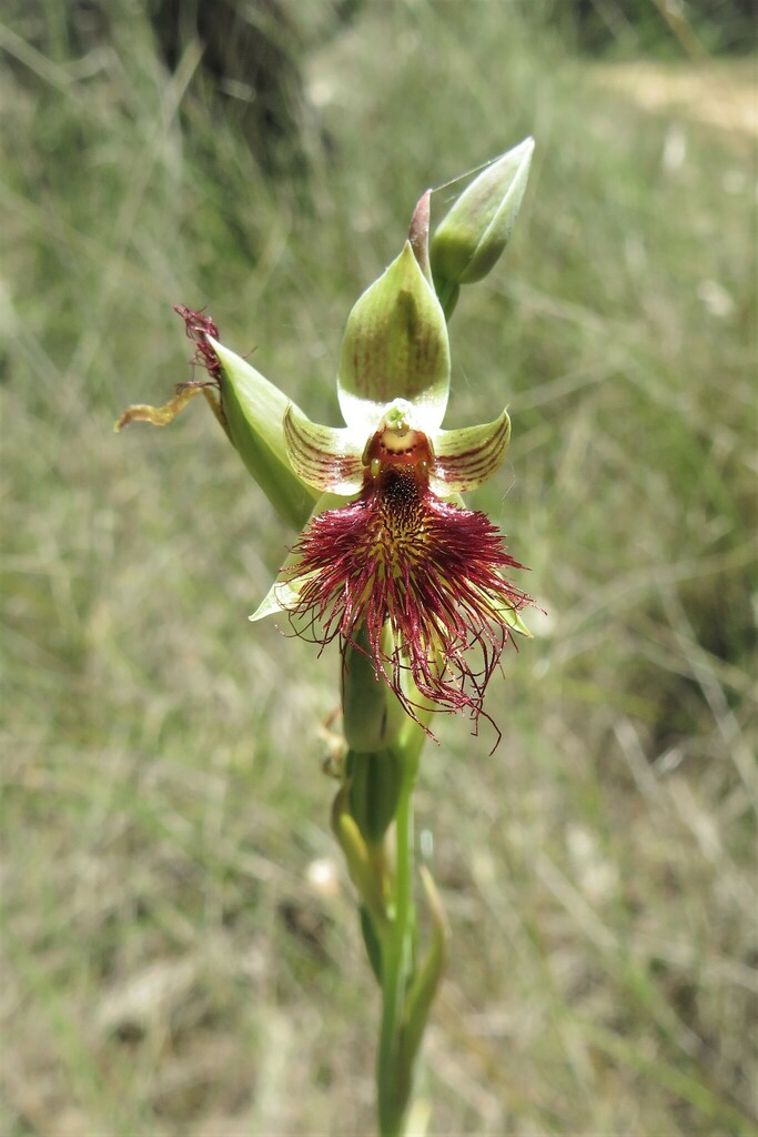 red beard orchid from Wallaga Lake NSW 2546, Australia on October 30 ...