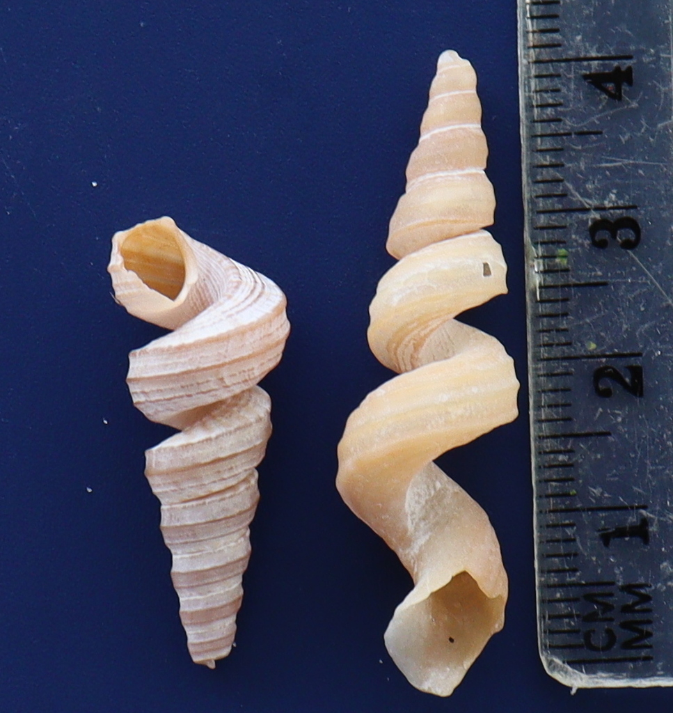 Fargo Worm Snail (Gastropods of the United States Pt.3) · iNaturalist