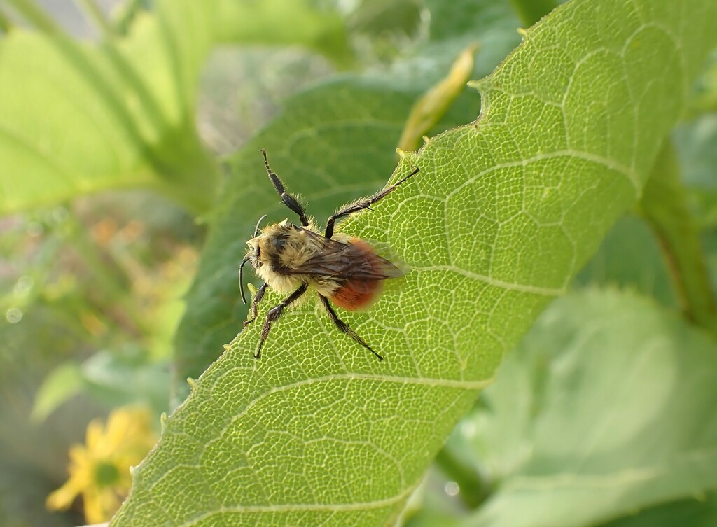 Hunt's Bumble Bee from Douglasdale, Calgary, AB T2Z, Canada on August ...