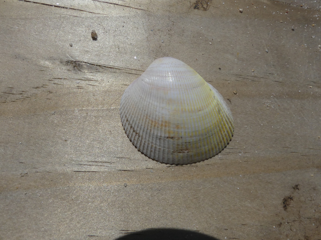 Common Southern Cockle from St Leonards VIC 3223, Australia on October ...