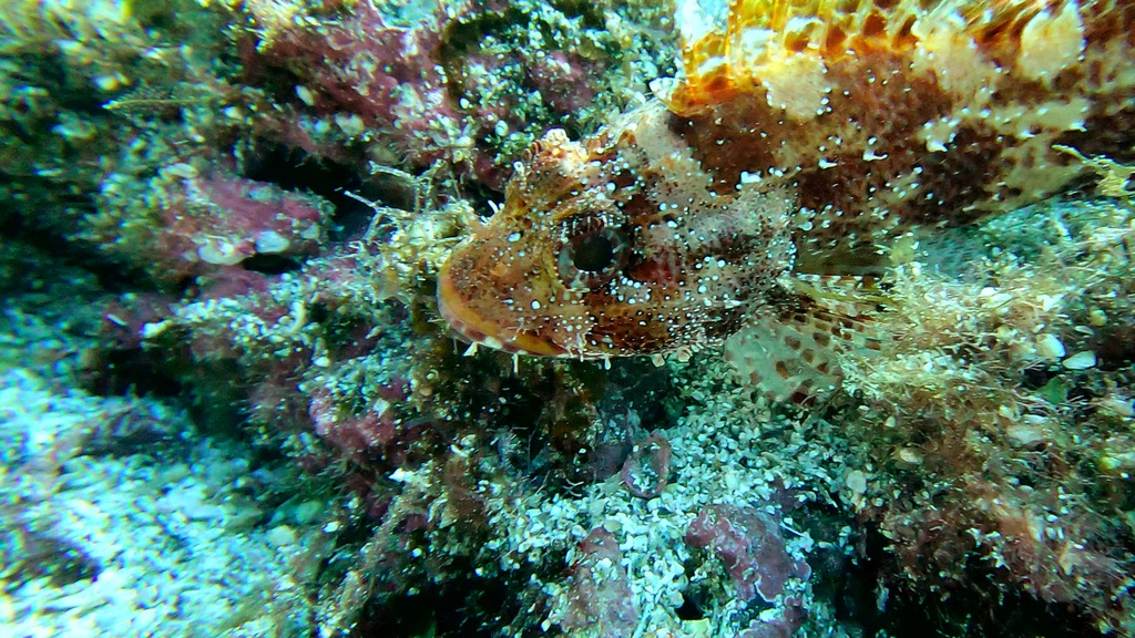 Madeira Scorpionfish from Sharks cave, Tenerife, Spain on November 04 ...