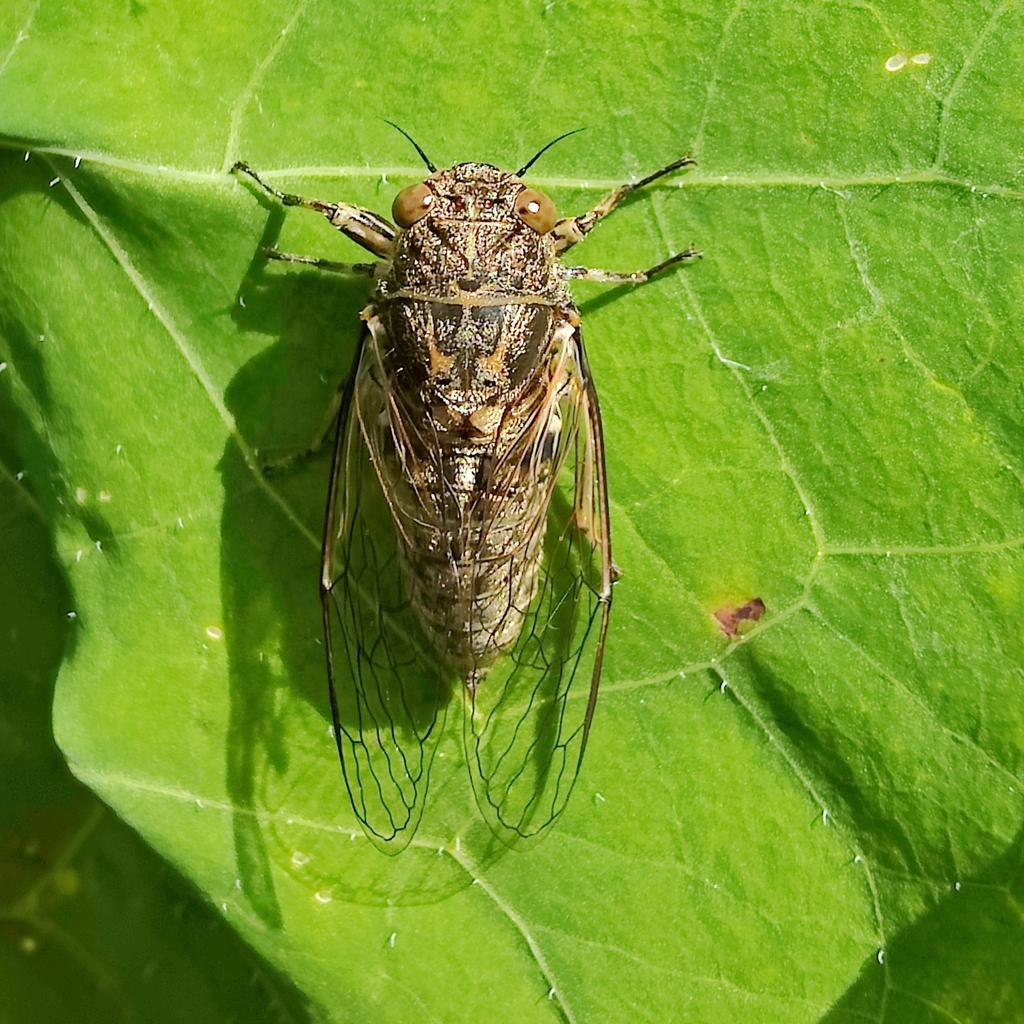 Clay Bank Cicada in November 2022 by David · iNaturalist