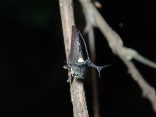 Elaphiceps cervus · iNaturalist