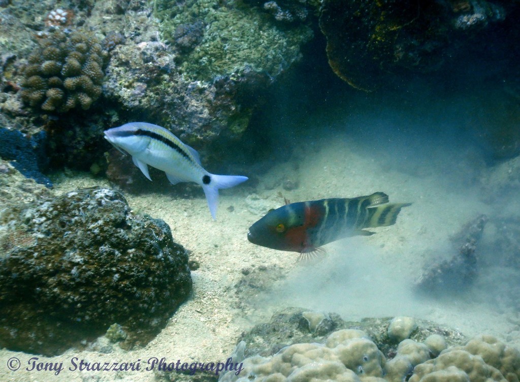 Dot-and-dash Goatfish from Mele Reef, Vanuatu on August 19, 2018 at 09: ...
