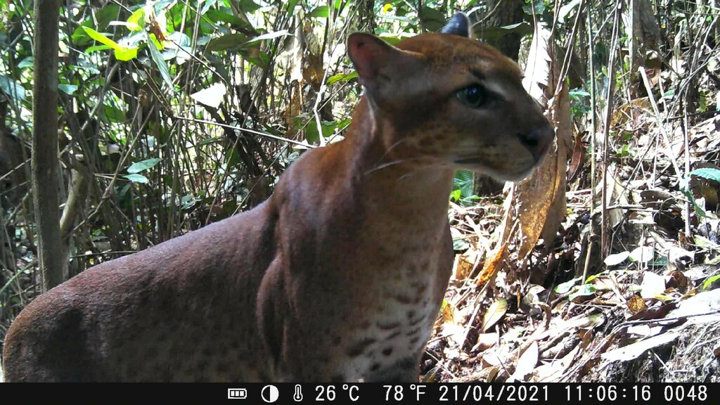 African Golden Cat in April 2021 by Xavier Rufray · iNaturalist