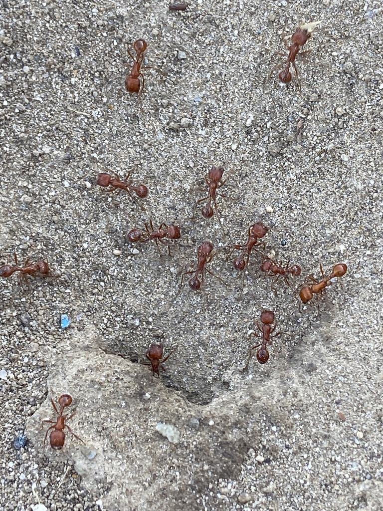 California Harvester Ant from Lupita Dr, Santa Clarita, CA, US on ...