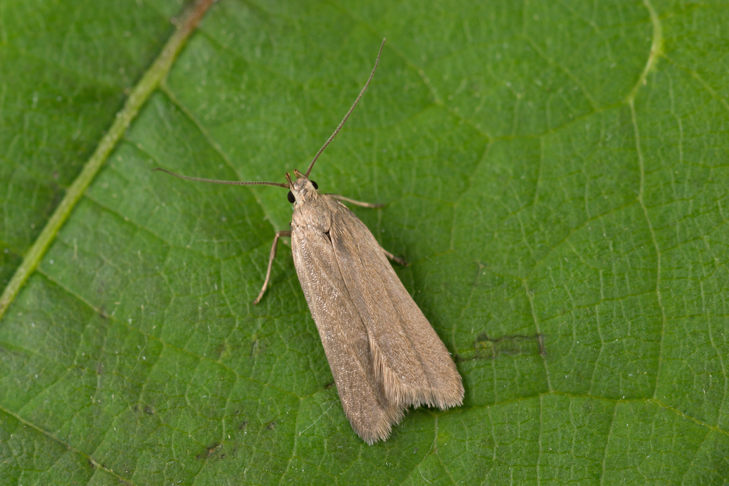 Acompsia cinerella (Lancashire Key Species - Butterflies, Moths and ...