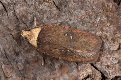 Agonopterix selini · iNaturalist