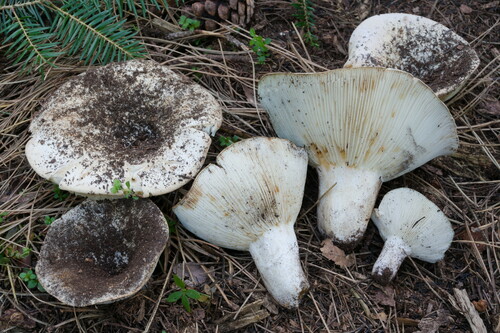 Blue Band Brittlegill (Russula chloroides) · iNaturalist United Kingdom