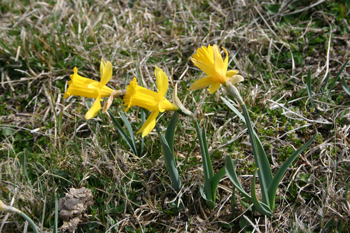 Spanish Daffodil (Narcissus hispanicus) · iNaturalist