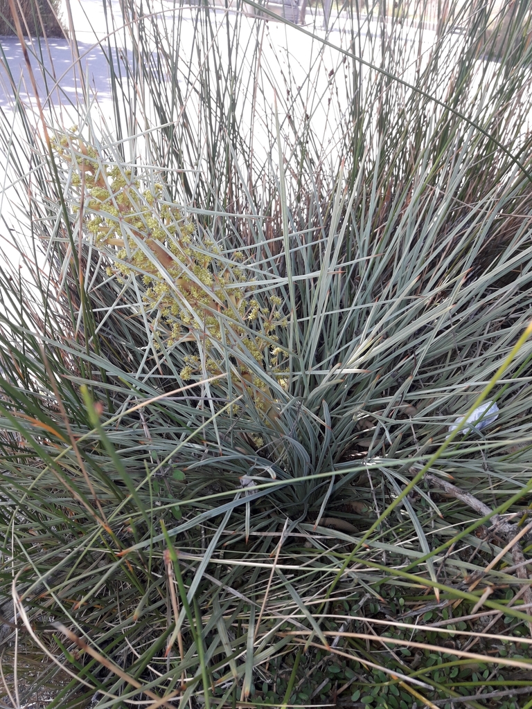 Aciphylla squarrosa from Te Aro, Wellington 6011, New Zealand on ...