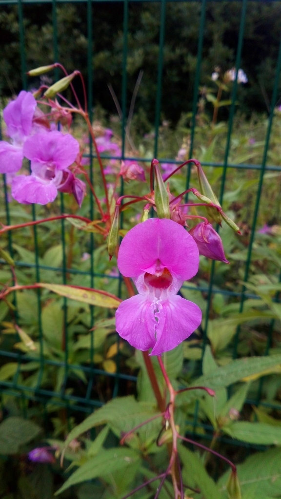 Himalayan balsam from 10 Howley Ln, Warrington WA1 2DN, UK on August 02 ...