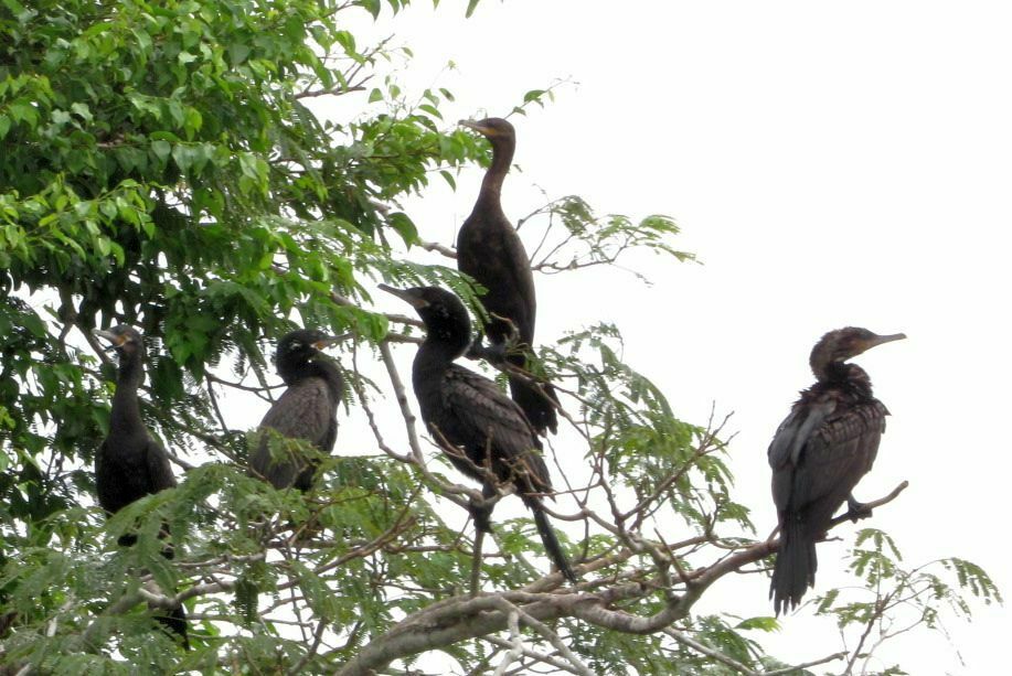 Neotropic Cormorant from Río Jamapa on November 04, 2022 at 10:23 AM by ...