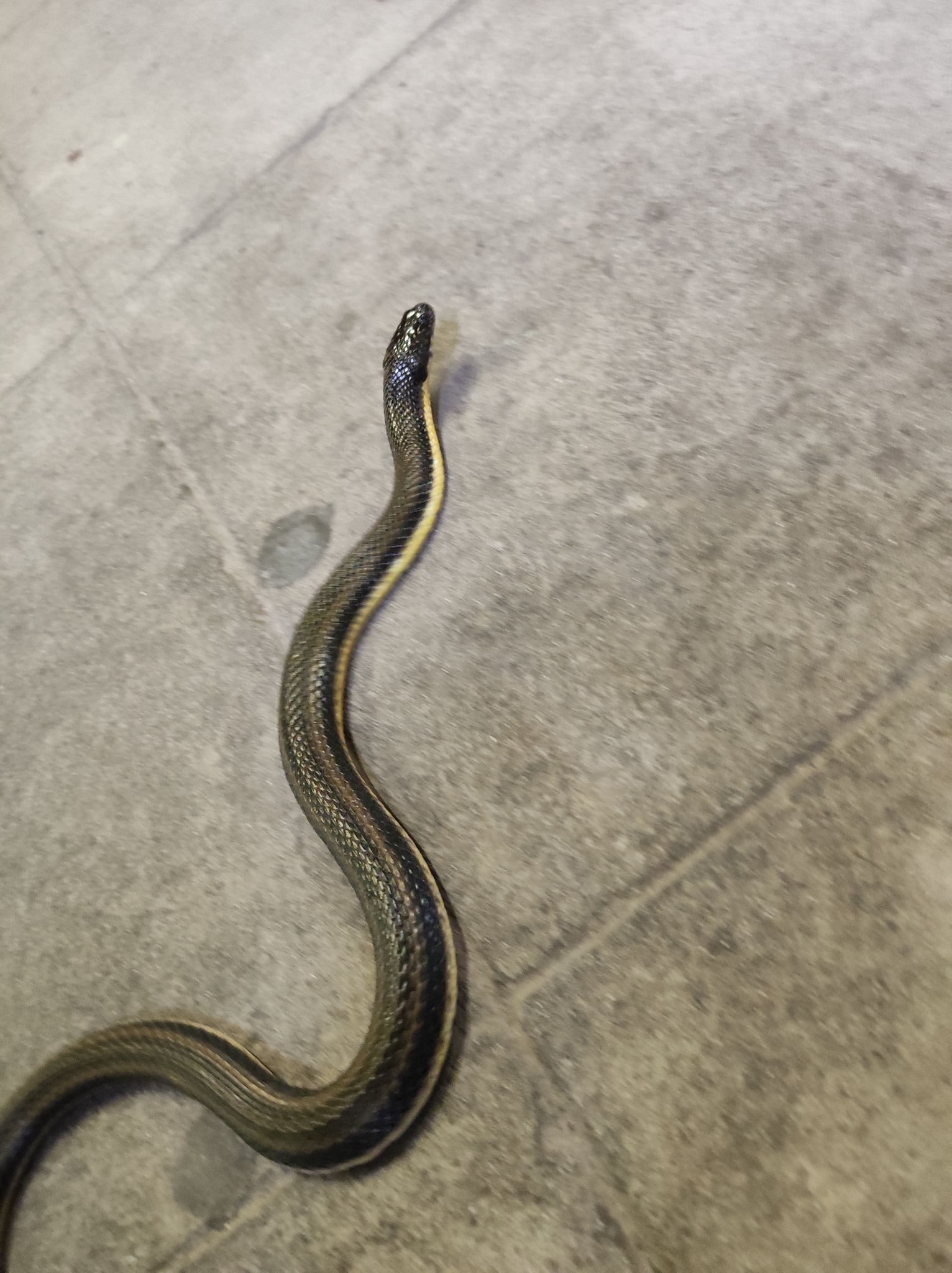 Helicops infrataeniatus Jan, 1865