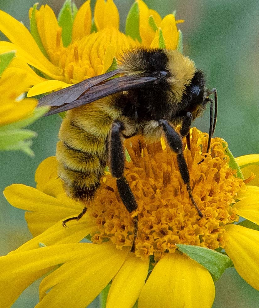 American Bumble Bee from Comal County, TX, USA on October 07, 2022 at ...