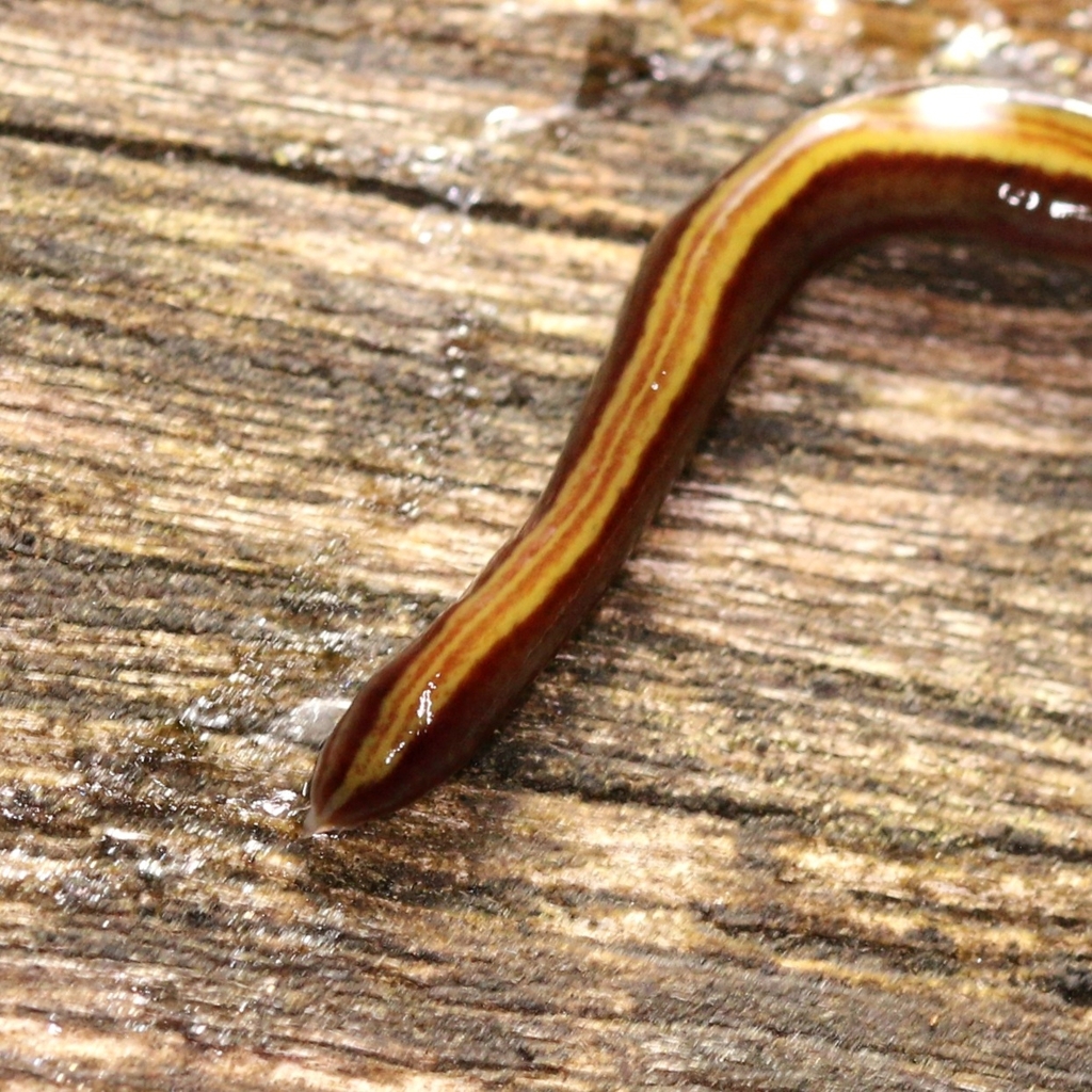two-tone planarian from TR1 1AY on November 04, 2022 at 11:28 PM by pea ...