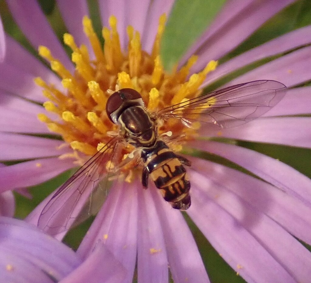 Eastern Calligrapher from Lyon Park, Arlington, VA 22201, USA on ...